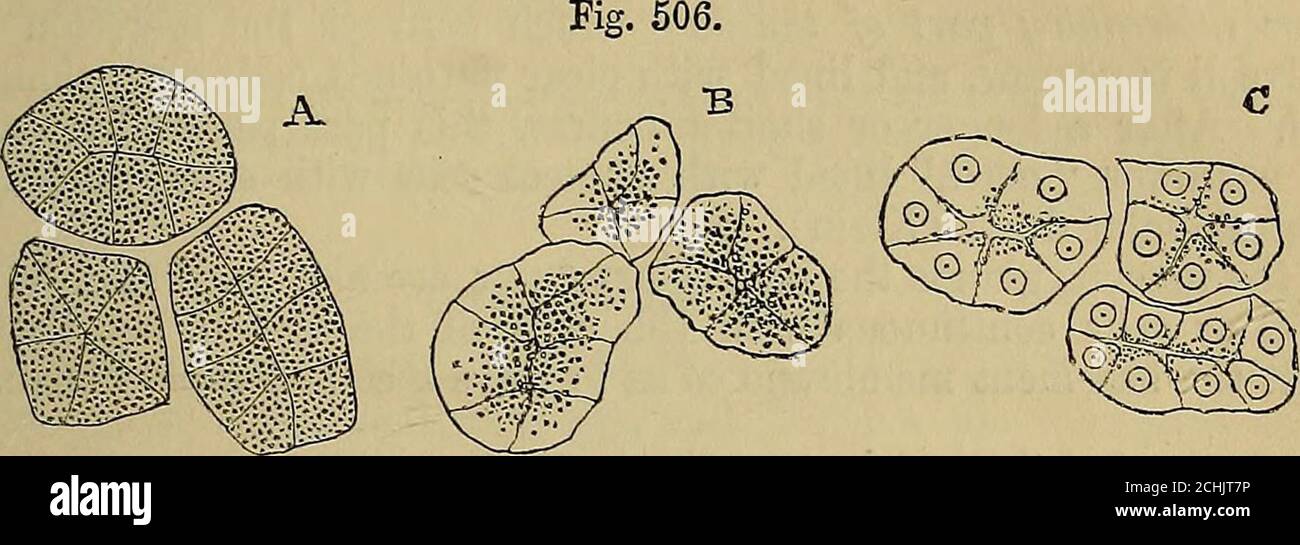 Marginal glands hi-res stock photography and images - Alamy