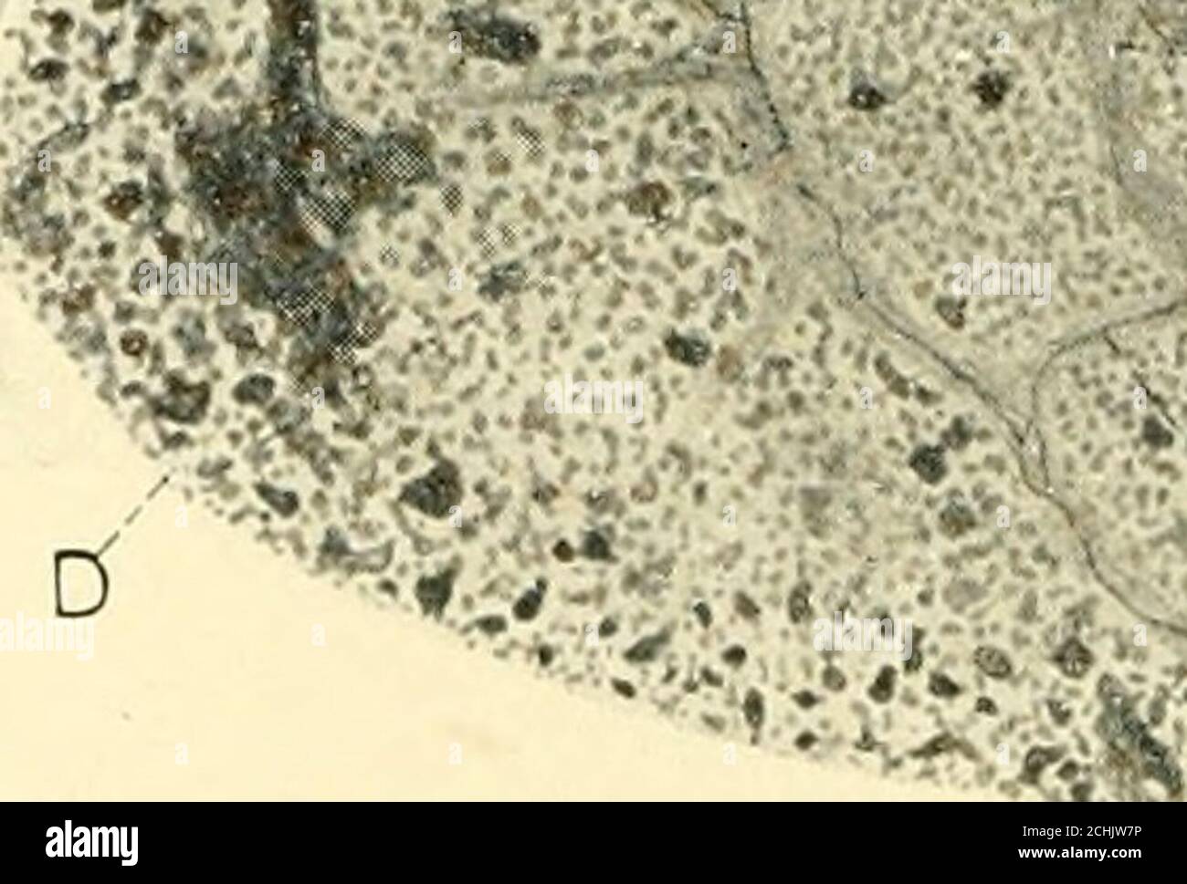 . The American journal of anatomy . u . - .-• , . ^g .,vf, * • SB. V ...