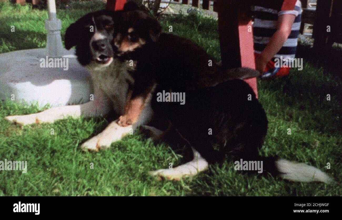 Sam the Sheepdog, who has starred in adverts and is worth more than £ ...