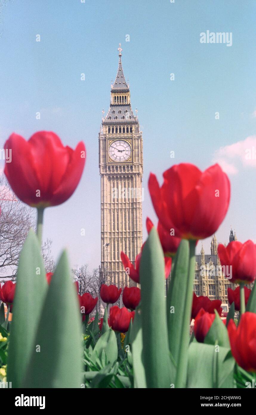 Tulips in the square hi-res stock photography and images - Alamy