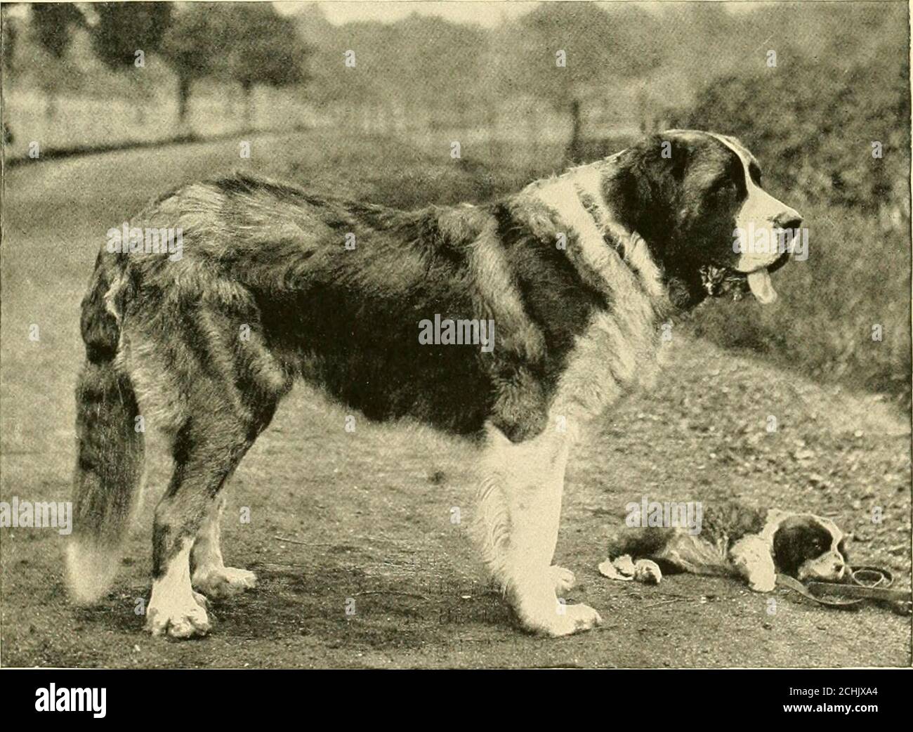 When Did The First Dog Came To America