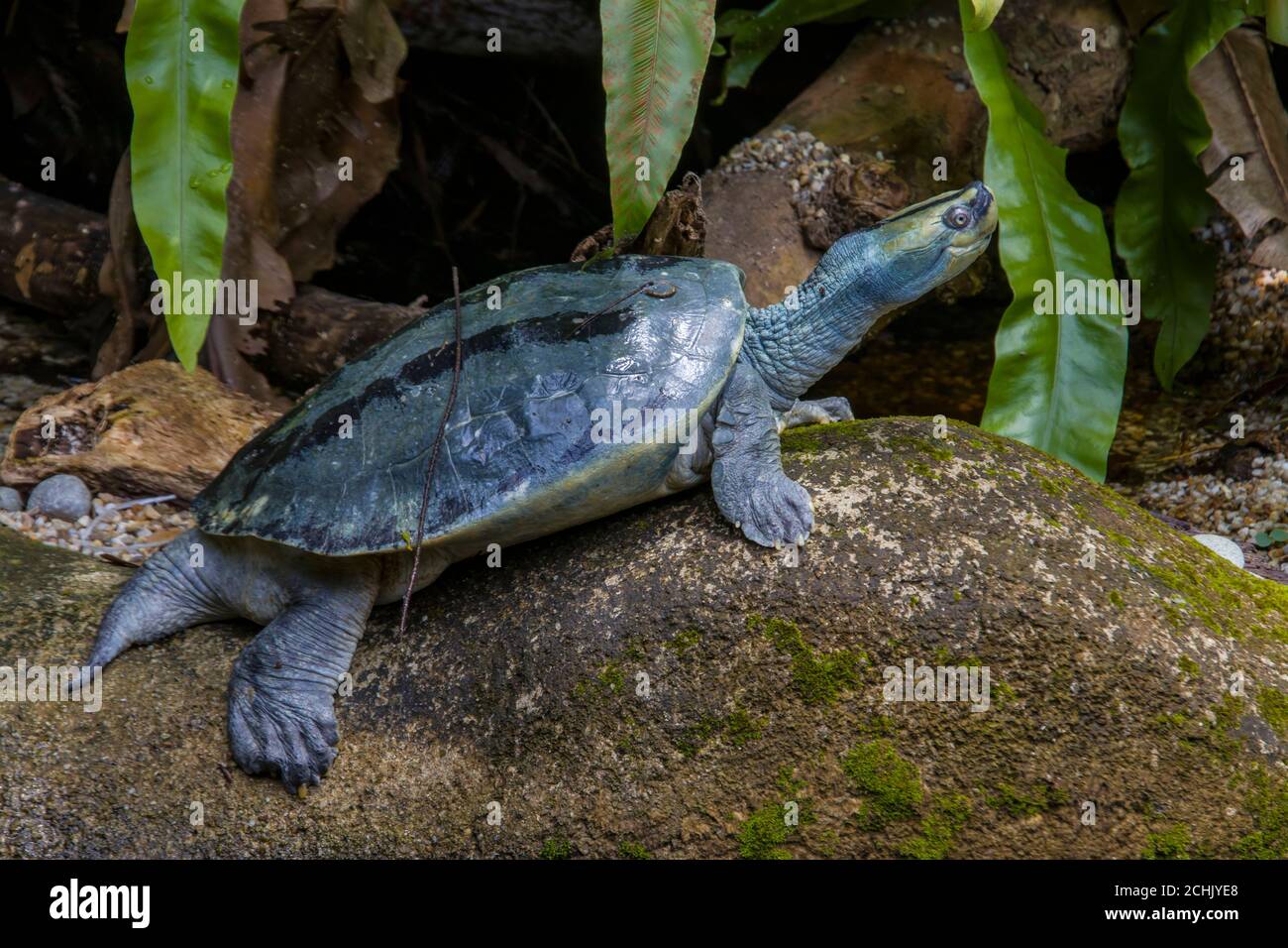 The Burmese roofed turtle (Batagur trivittata) is one of six species of ...