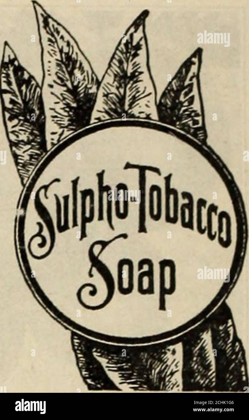 Sheep Bugs High Resolution Stock Photography and Images - Alamy