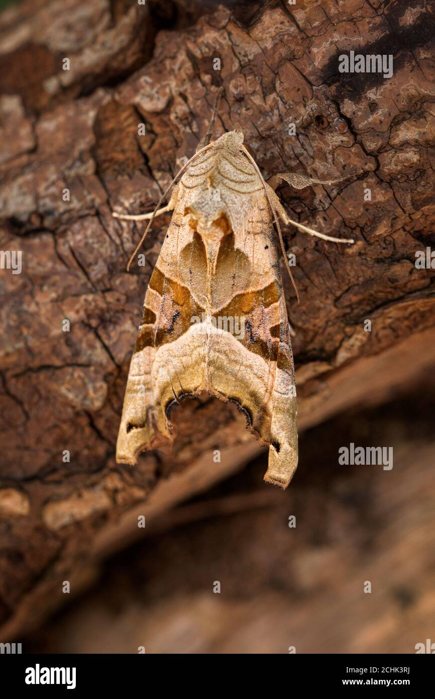 Angle Shades Moth (Phlogophora meticulosa Stock Photo - Alamy