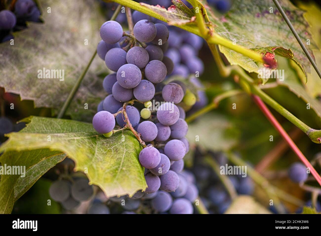Healthy grapevine hi-res stock photography and images - Alamy