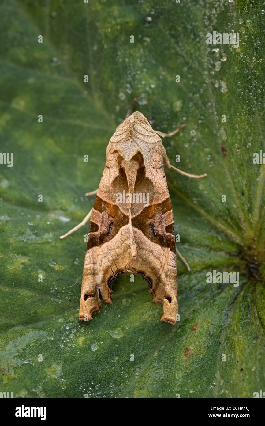 Angle Shades Moth (Phlogophora meticulosa Stock Photo - Alamy