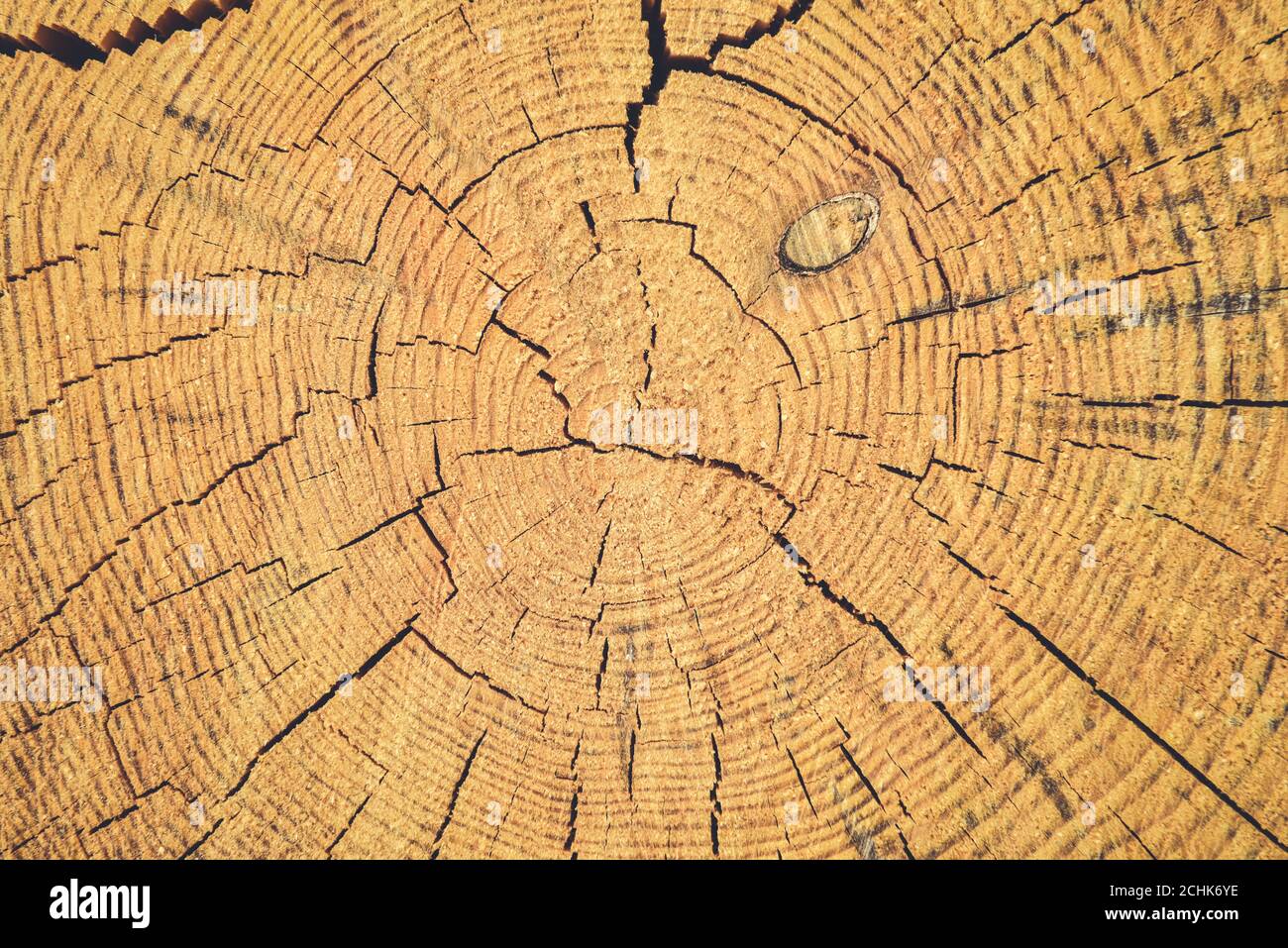 Wood grain texture of old tree stump with cracks in brown tone for ...