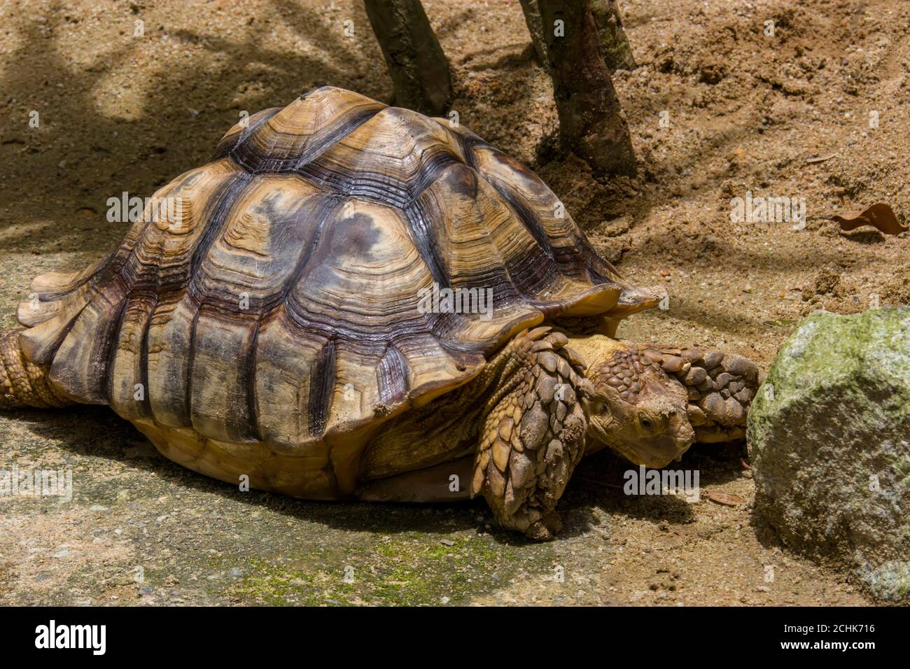 The African spurred tortoise (Centrochelys sulcata) is a species of ...