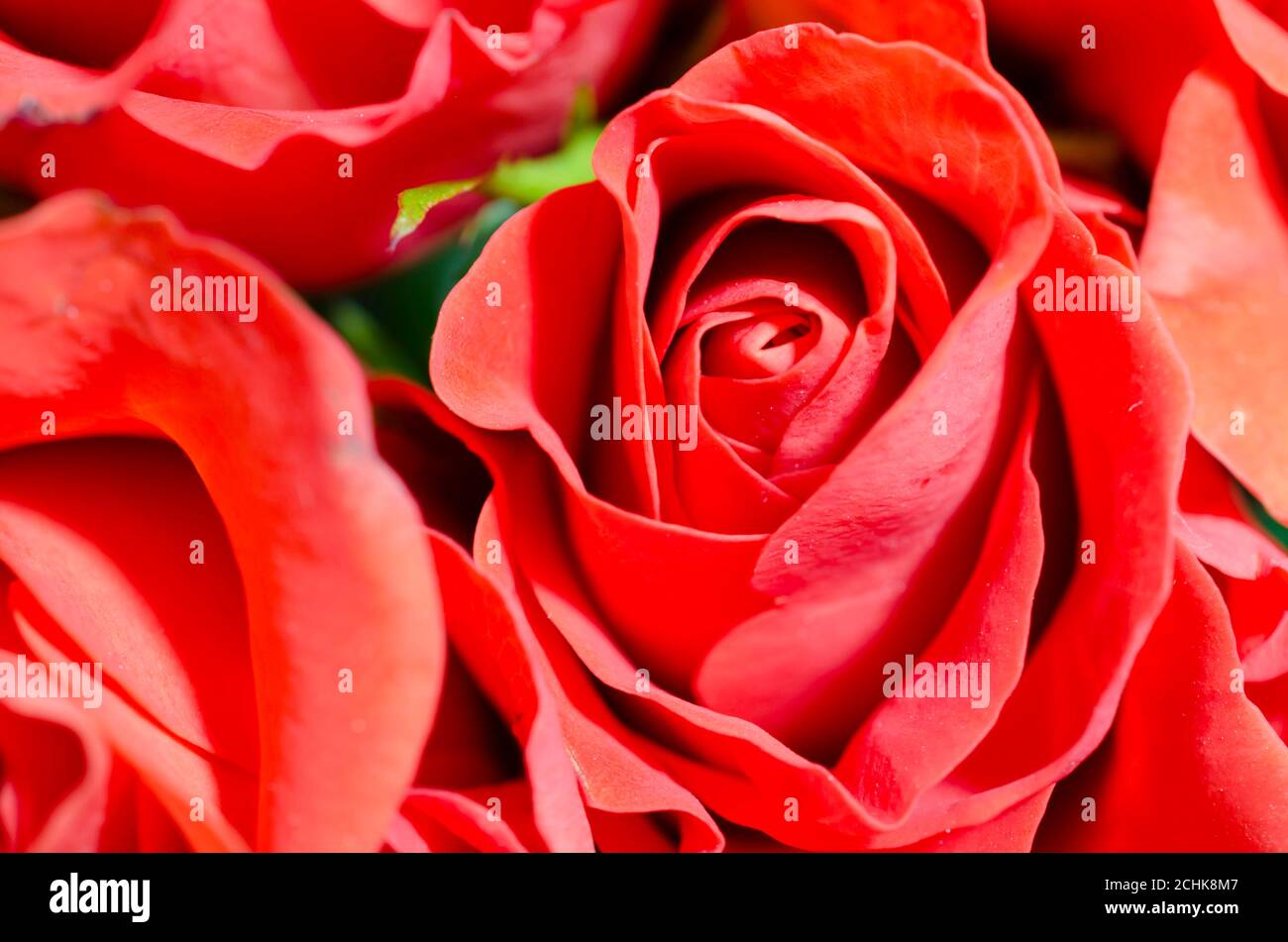 closeup red roses Stock Photo - Alamy