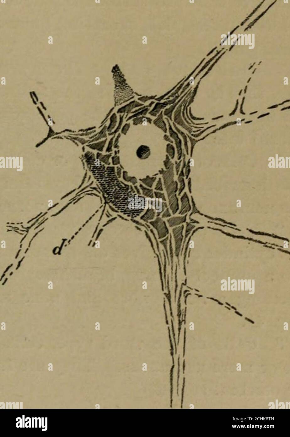 Neuron Model Labeled Nissl Bodies