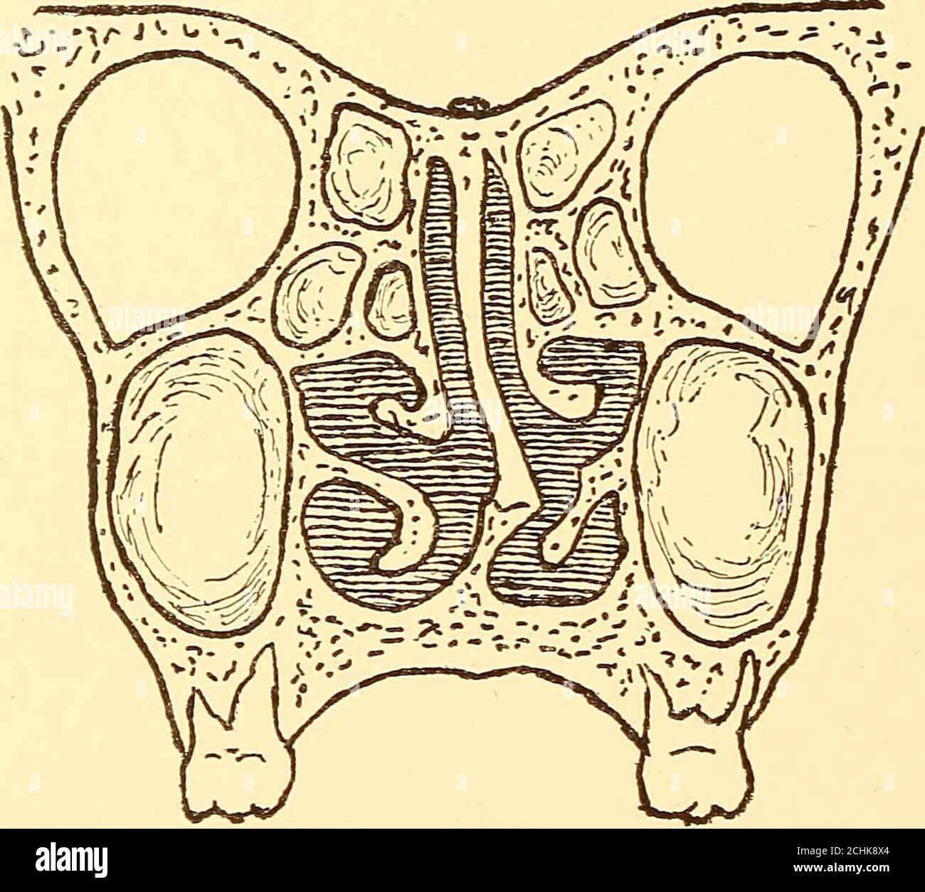 Perpendicular plate of ethmoid hi-res stock photography and images - Alamy