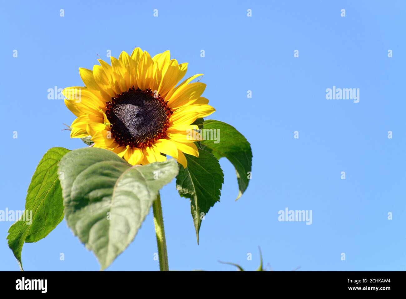 Single Sunflower Photography
