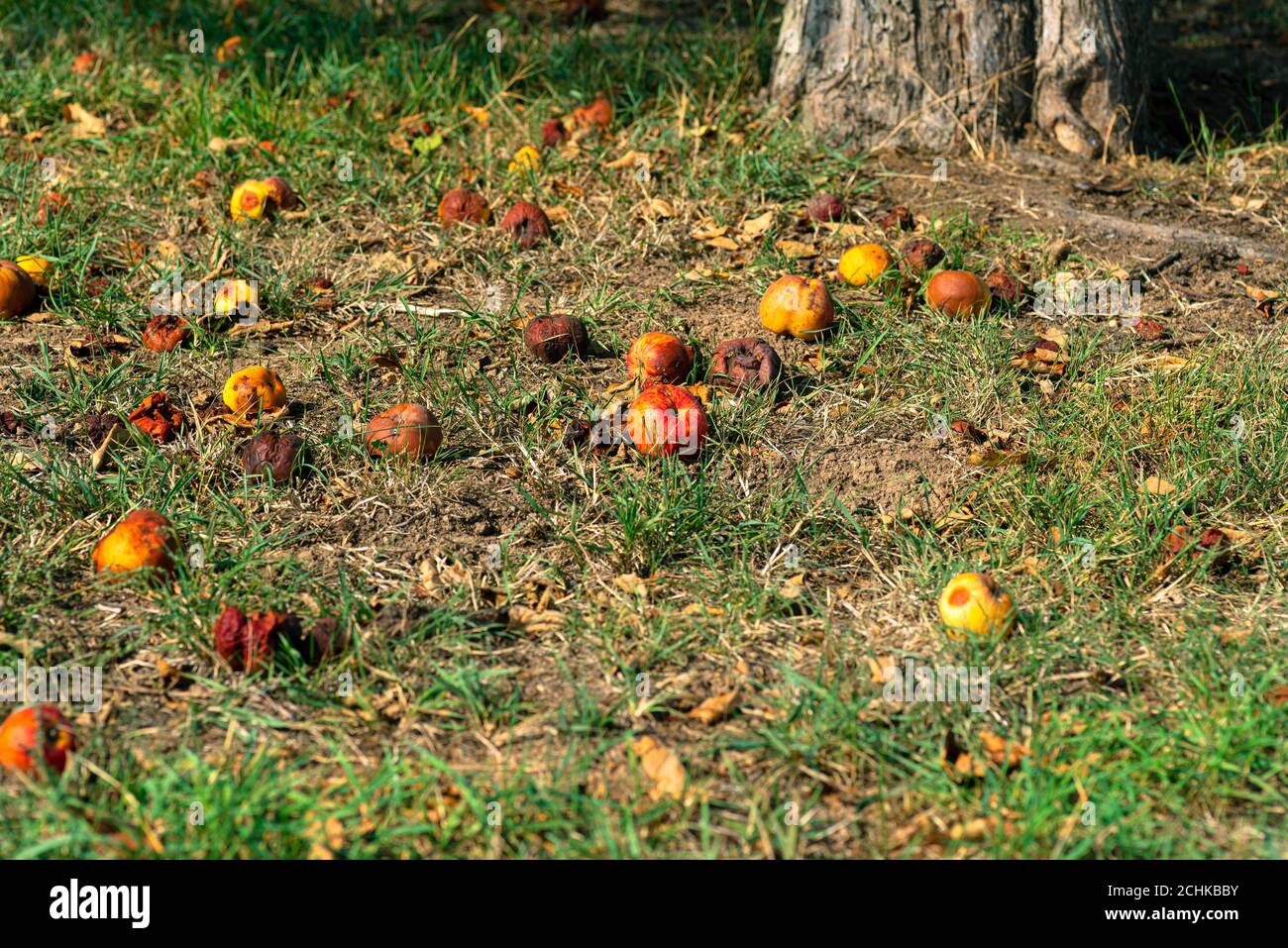 Bad apples hi-res stock photography and images - Alamy
