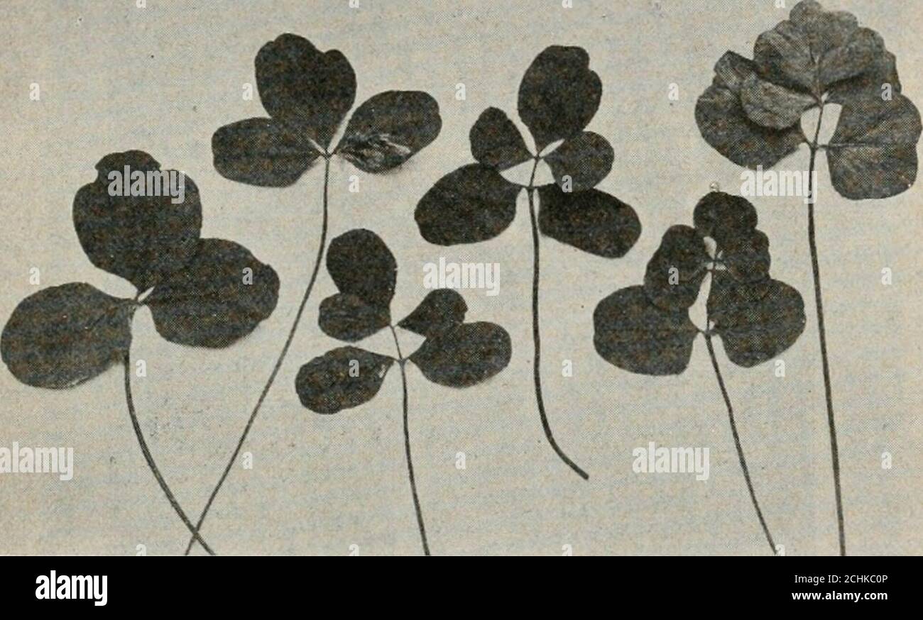 Clover fern plants hi-res stock photography and images - Alamy