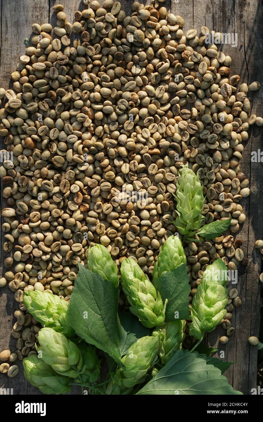 Hop twigs and green coffee beans over wooden cracked table background ...