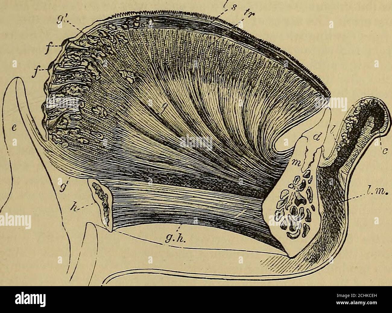 O hyoid hi-res stock photography and images - Alamy