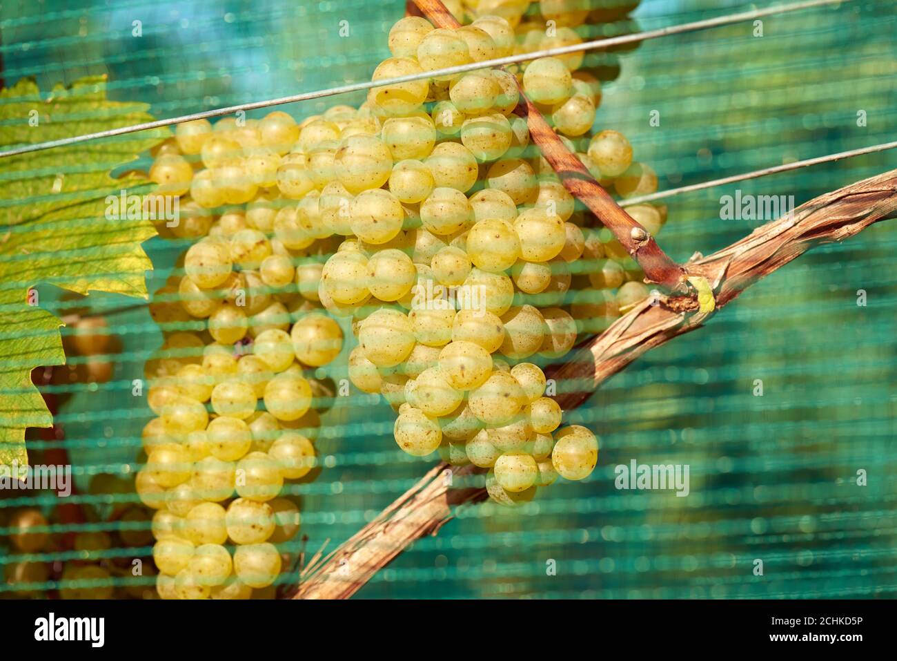 Green wine grapes. Vineyard agriculture, winery and farming concept. A ...