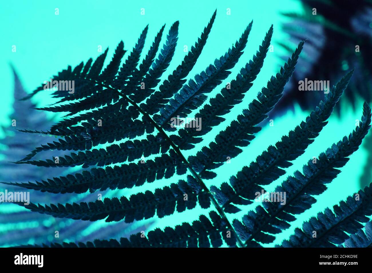 Creative top view fern leaves with shadow on paper background with copy ...