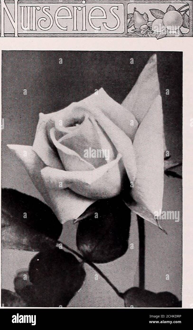 Lady ursula rose hi-res stock photography and images - Alamy