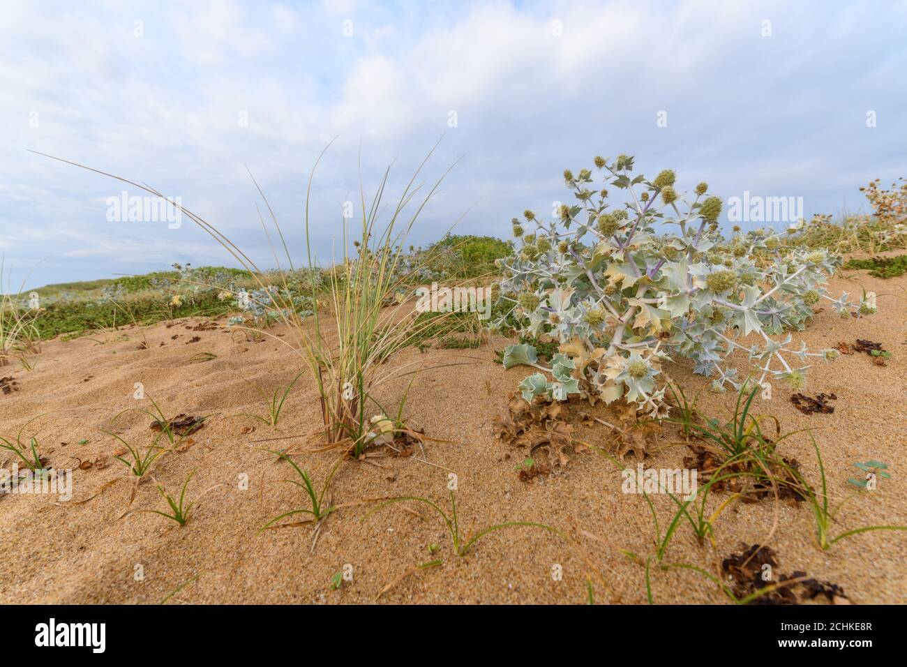 Sand thistle hi-res stock photography and images - Alamy