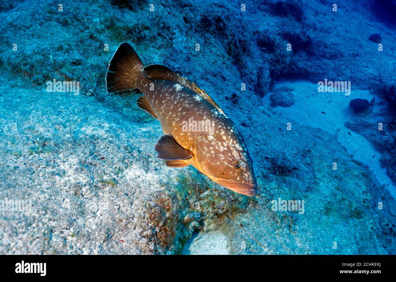 Mediterranean dusky grouper, Epinephelus marginatus, Kas Antalya Turkey ...