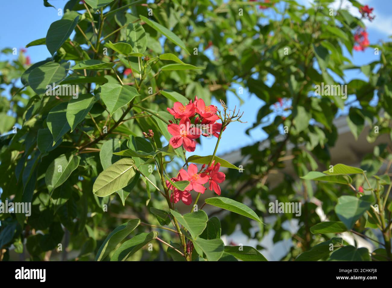 Jatropha tree hi-res stock photography and images - Alamy