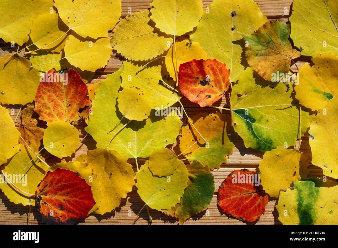 Creative top view color autumn leaves of tree as background with copy ...