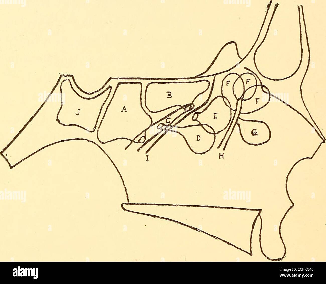 Sinus Ostium High Resolution Stock Photography and Images - Alamy