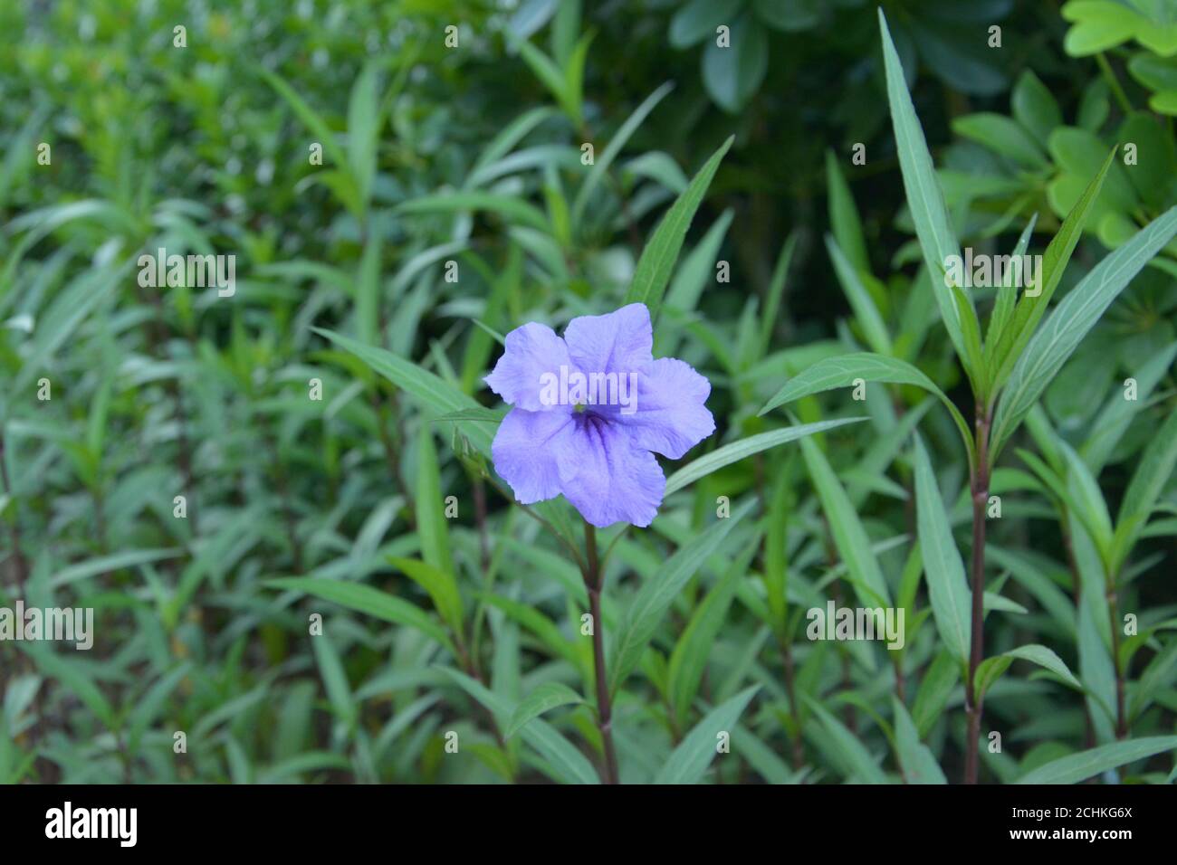 Violet ruellia flower hi-res stock photography and images - Alamy
