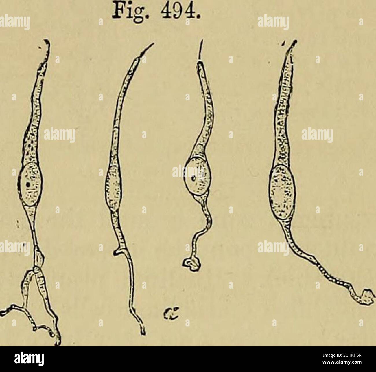 . Quain's elements of anatomy Stock Photo - Alamy