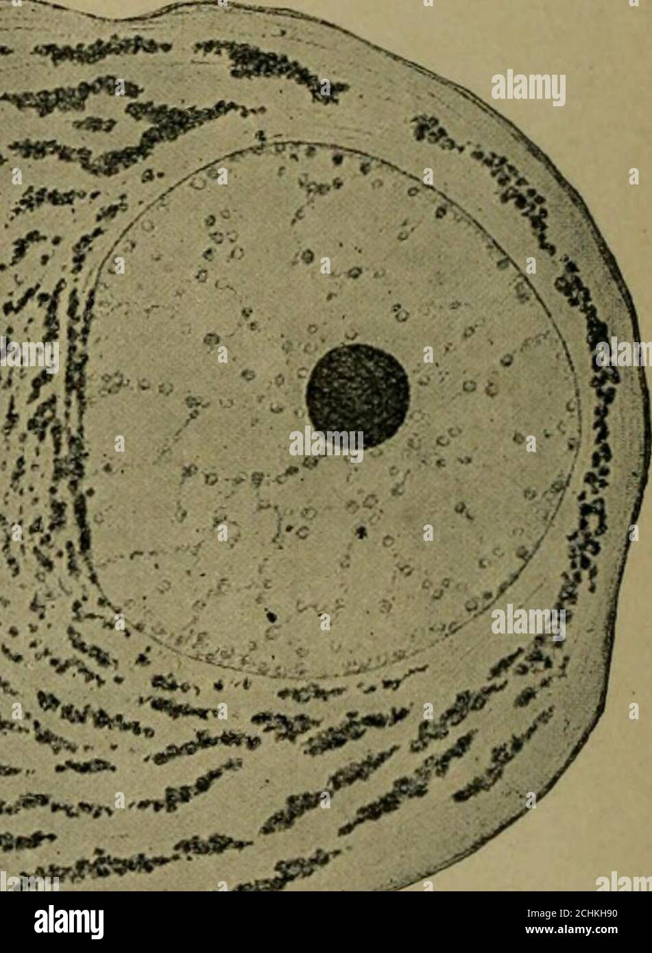 . Text-book of nervous diseases; being a compendium for the use of ...