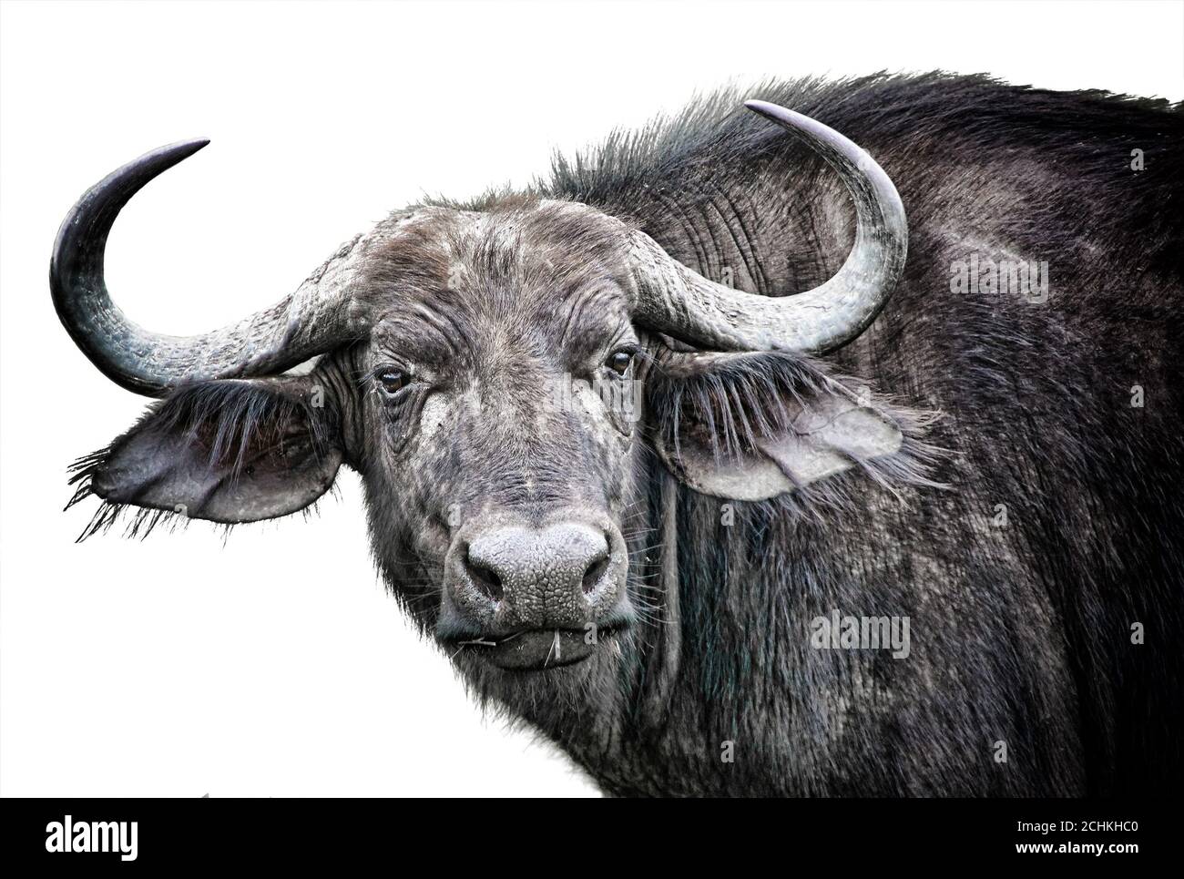 African buffalo close up isolated on white background Stock Photo - Alamy