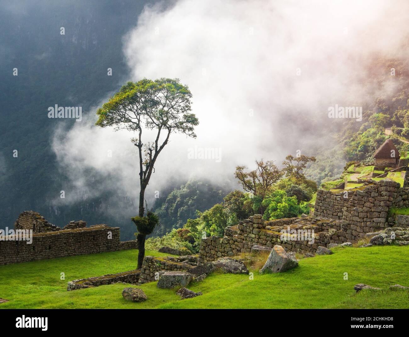 Inca tree hi-res stock photography and images - Alamy