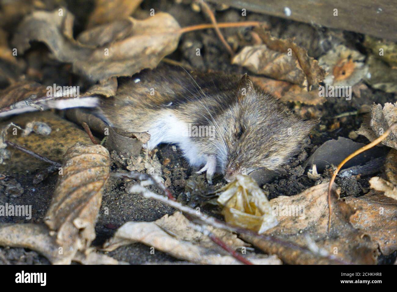 Dead gray mouse on the ground among dry leaves Stock Photo - Alamy