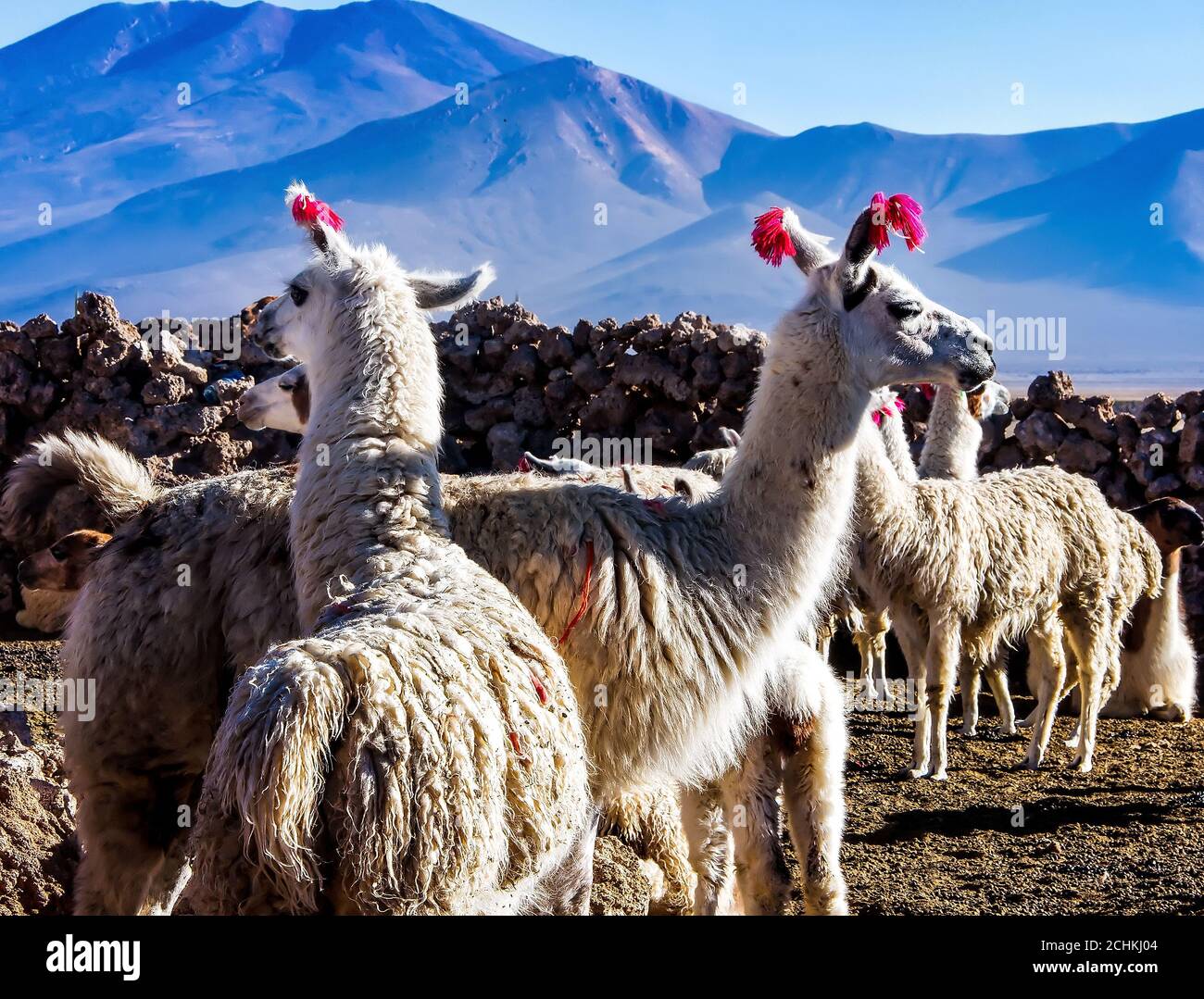 Portrait of a male and female lamas close-up Stock Photo - Alamy