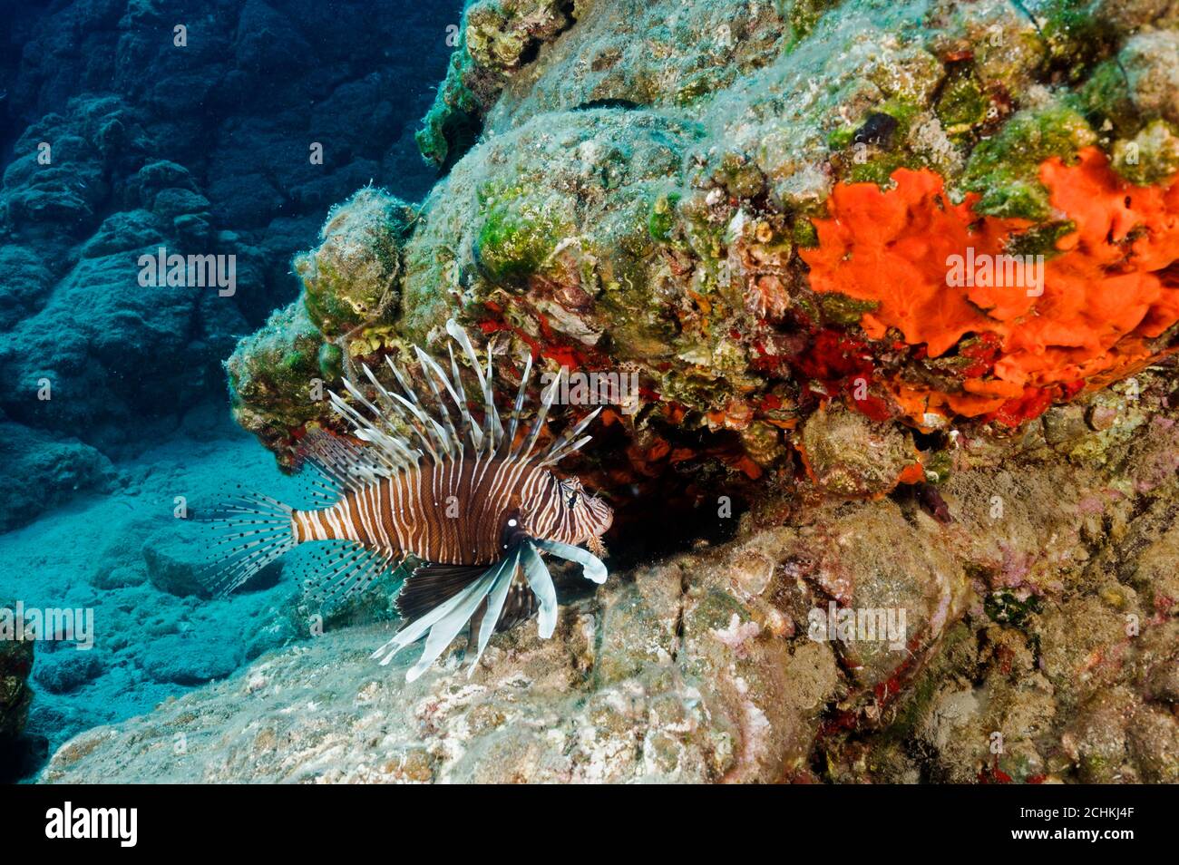 Invasive fish mediterranean hi-res stock photography and images - Alamy