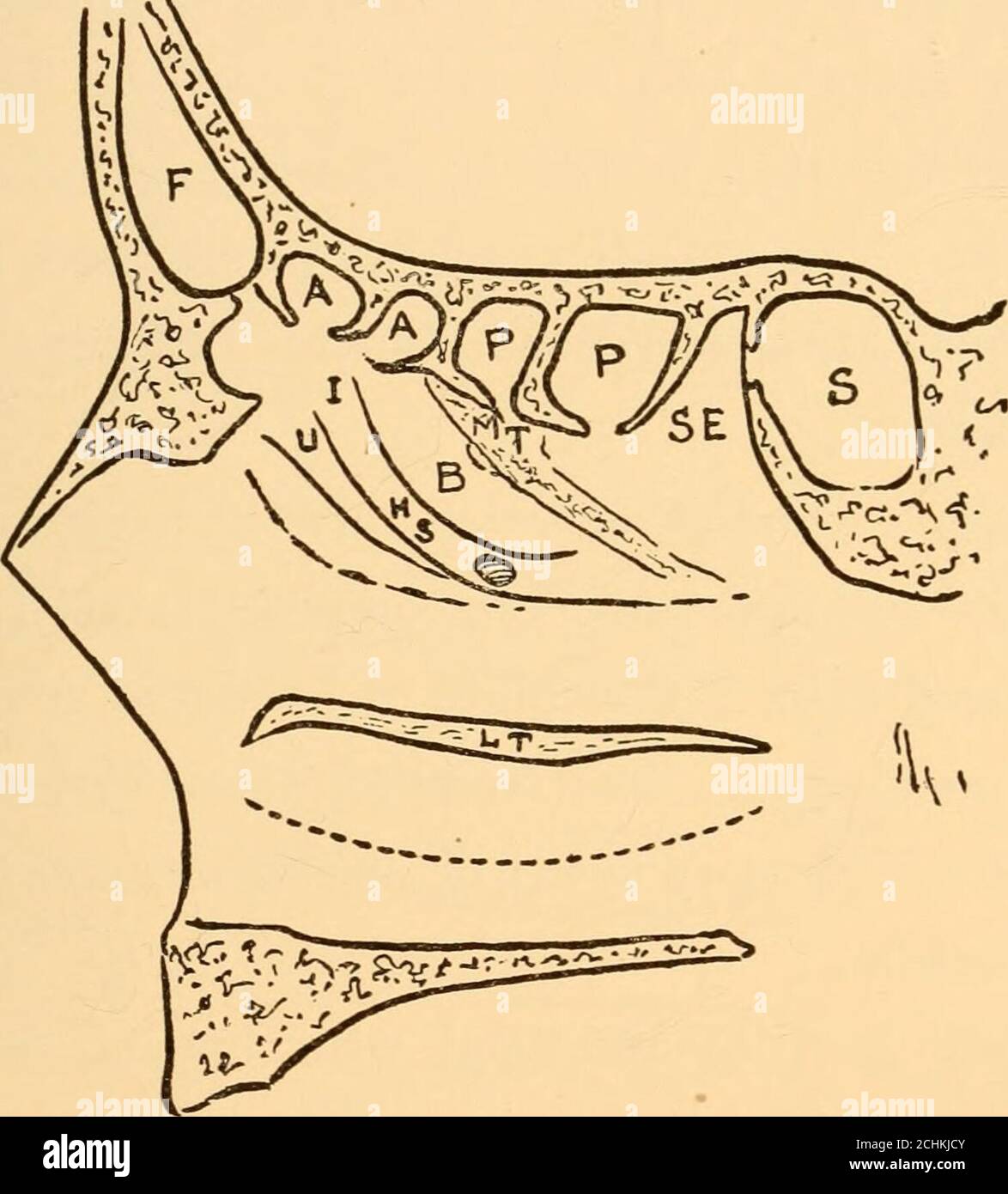 Nasal pharyngeal tube hi-res stock photography and images - Alamy