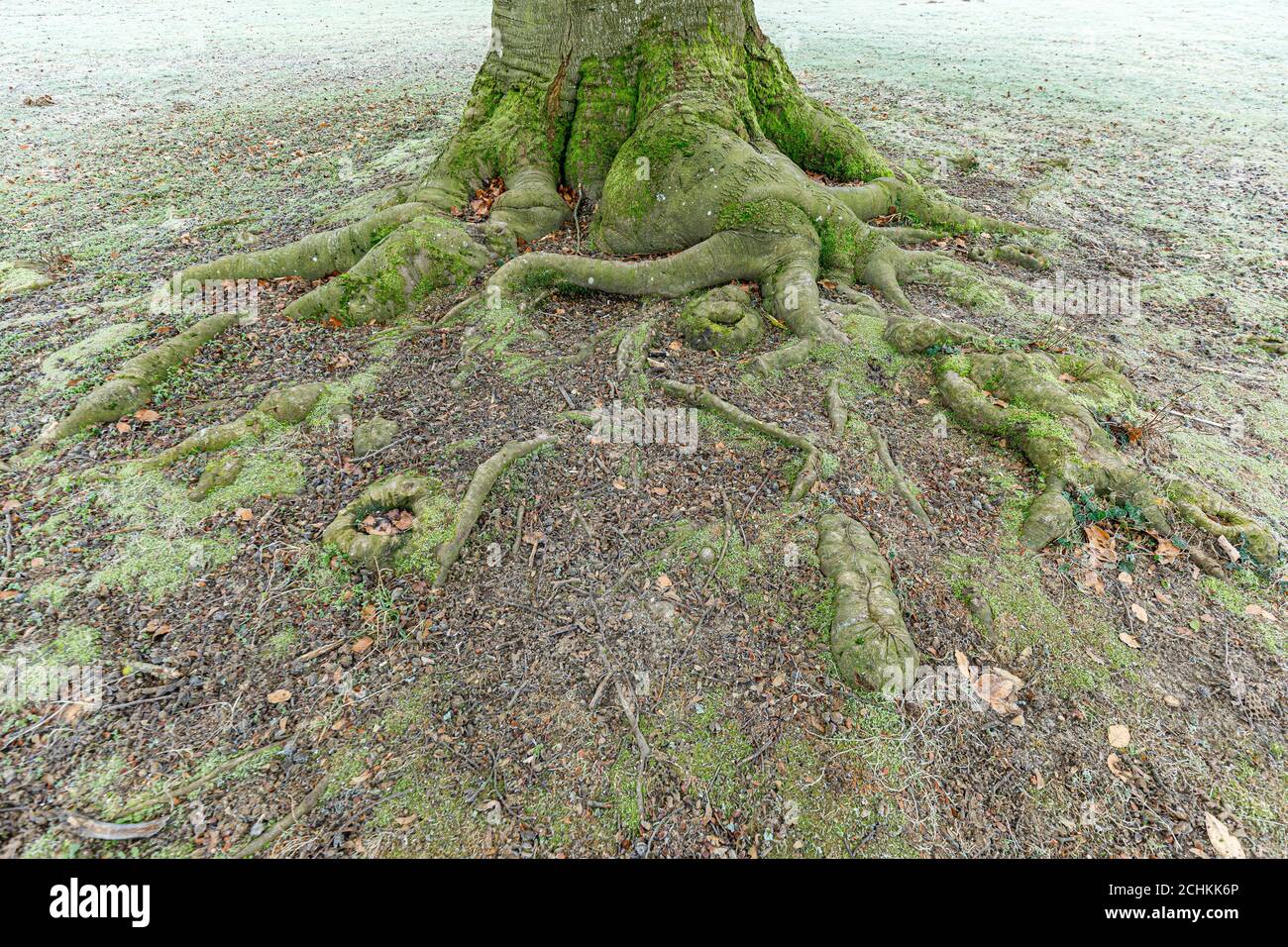 Bark covering ground hi-res stock photography and images - Alamy