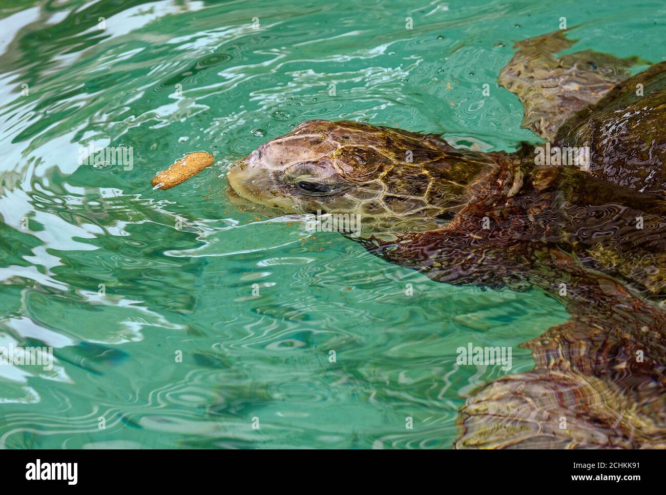 Green Turtle swimming, food pellet, marine animal, wildlife, close-up ...