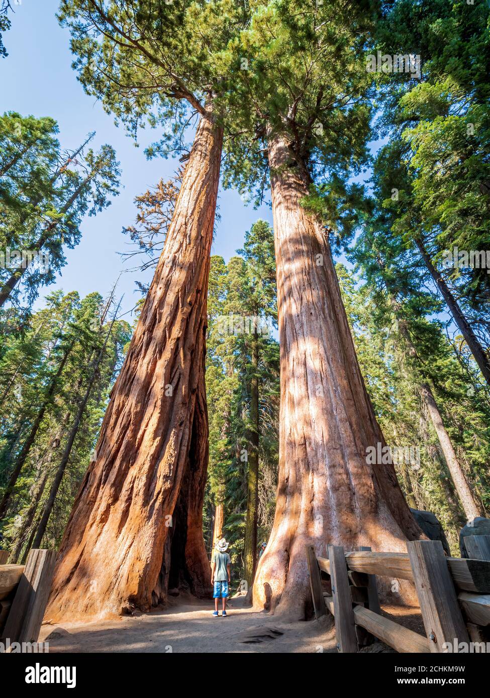 Giant sequoia trees in Giant Forest of Sequoia National Park in U.S ...