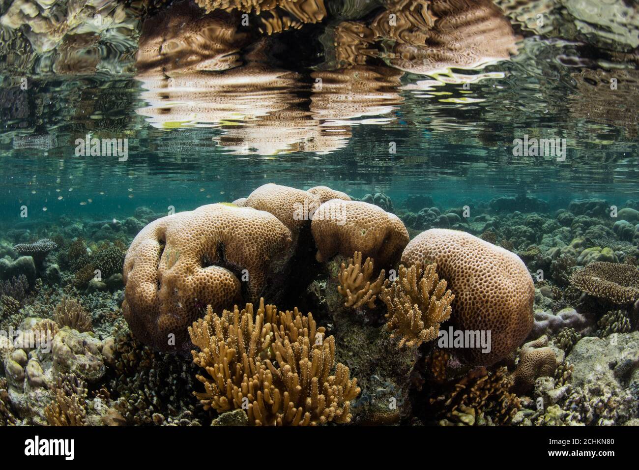A shallow coral colony in Indonesia is beginning to show bleaching ...