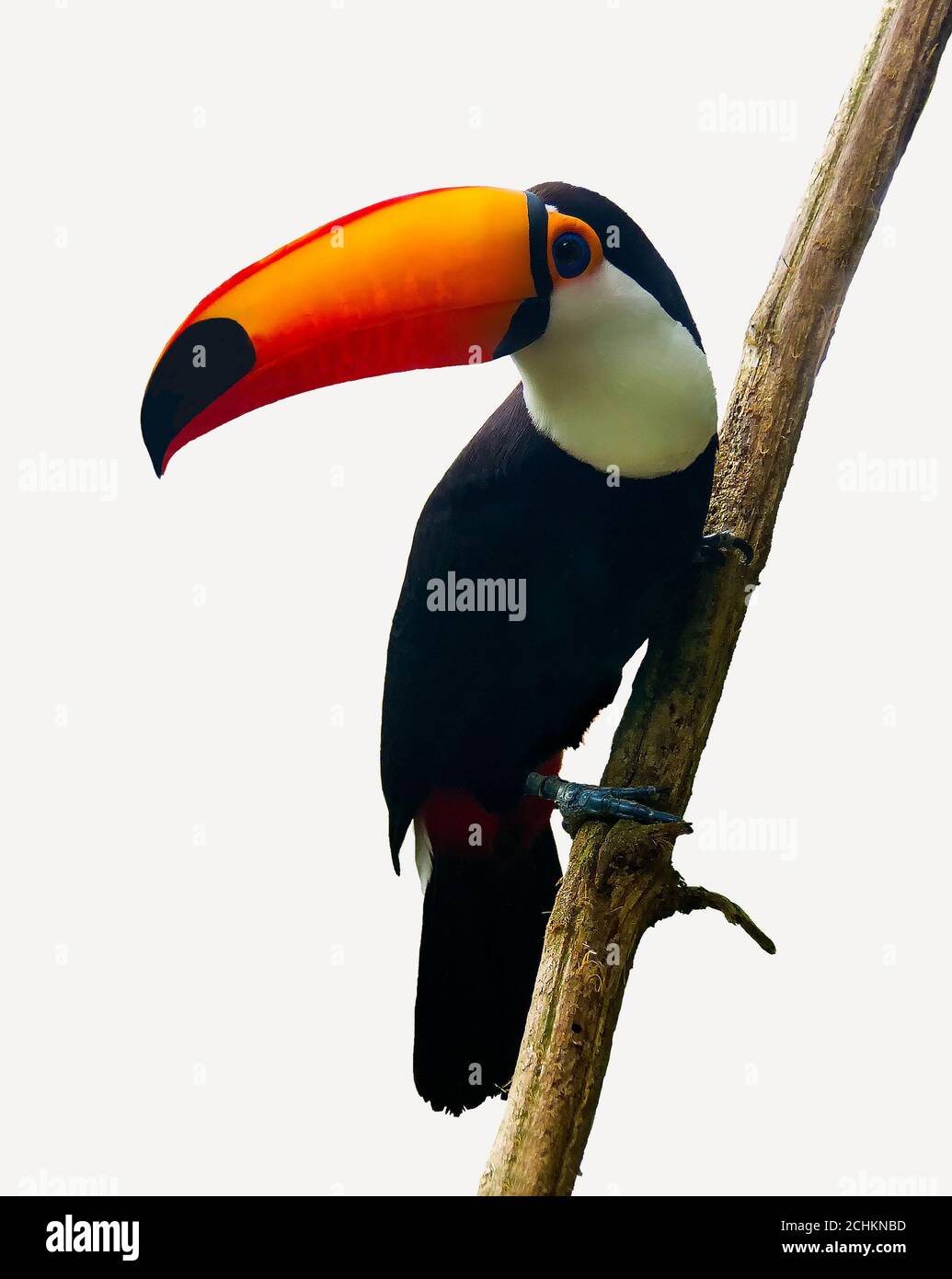 Toco tucan hi-res stock photography and images - Alamy