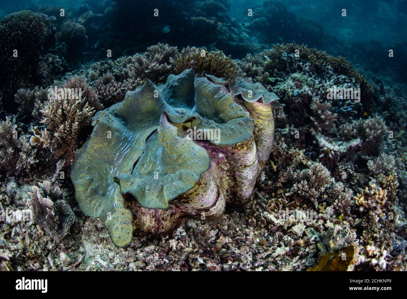 A giant clam, Tridacna gigas, grows on a shallow coral reef in Raja ...