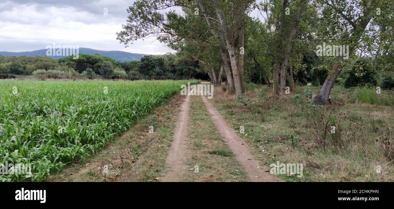 path way between trees and field Stock Photo - Alamy