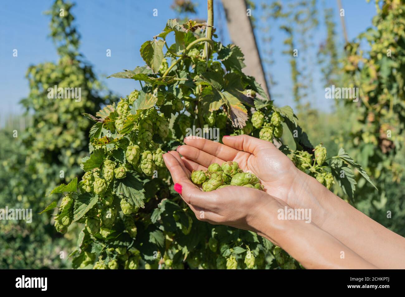 Female hands hold hop cones in their palms. Harvesting hops in the ...