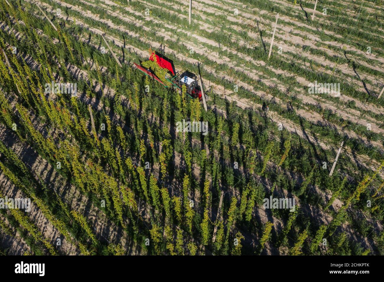 Harvesting hops in the field with a tractor aerial view Stock Photo - Alamy