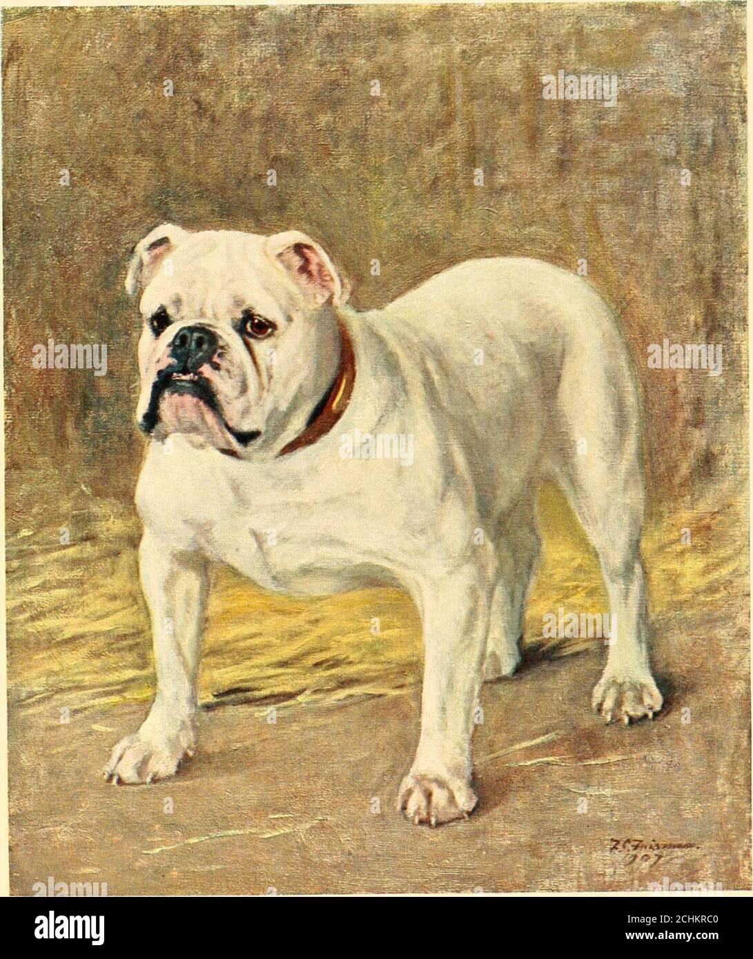 Are Bulldogs Deformed
