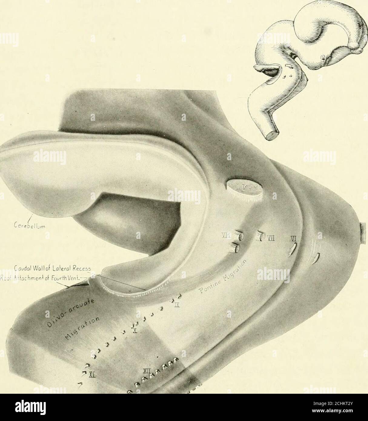 . The American journal of anatomy . sociation tracts. Thislayer ...
