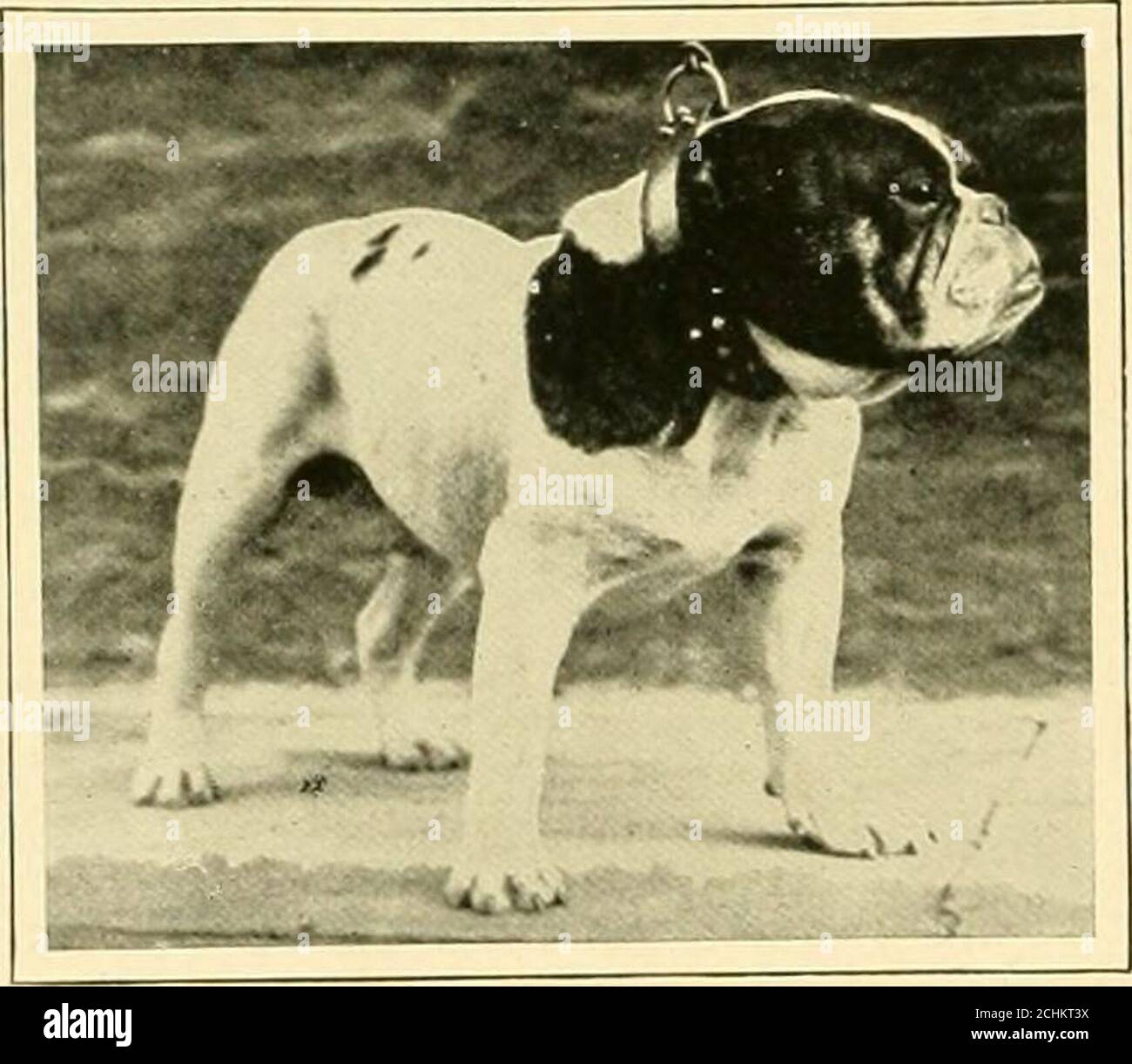 Hindfeet hi-res stock photography and images - Alamy