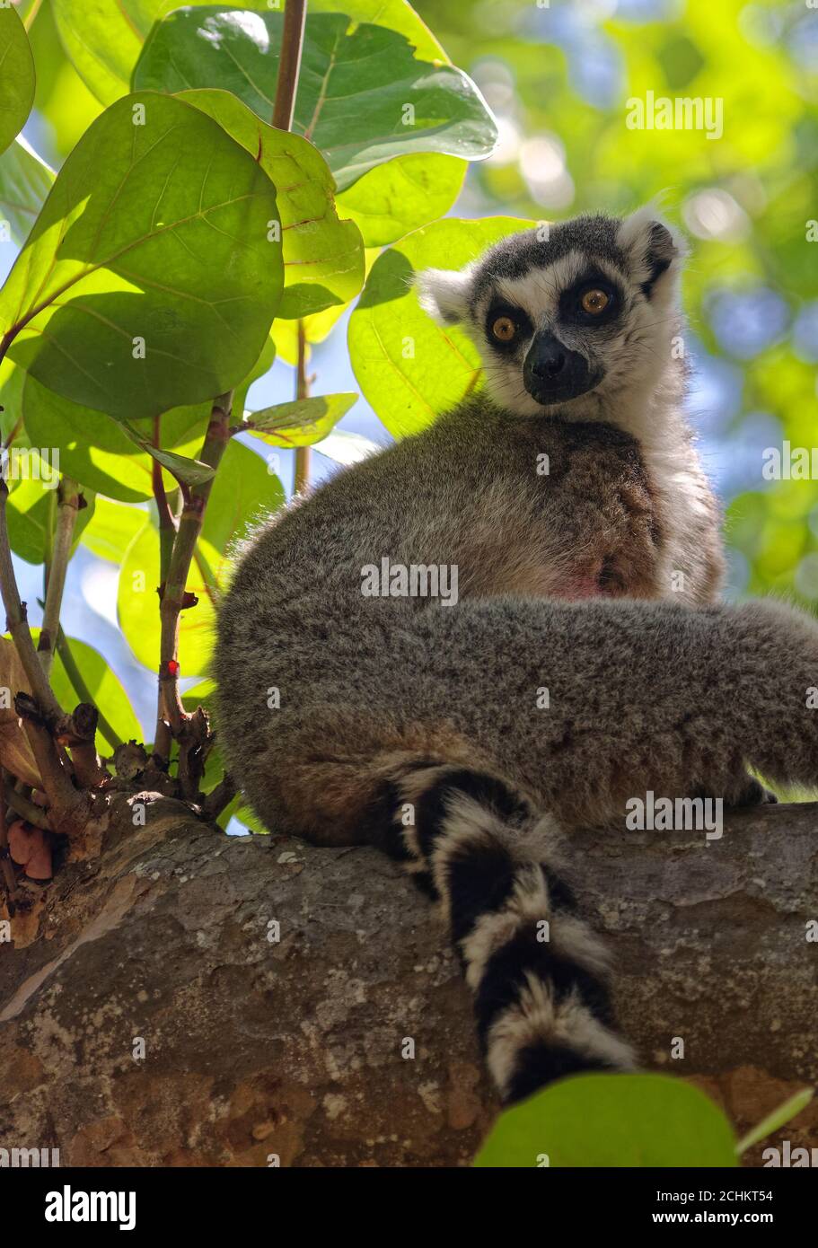 Zoo bermuda animal hi-res stock photography and images - Alamy
